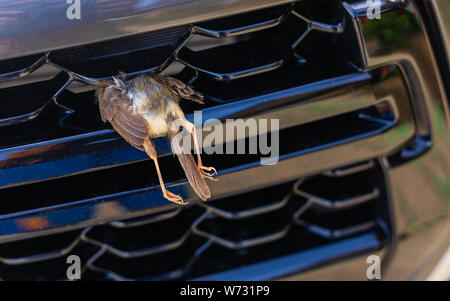 Small bird dead and stuck the car front bumper. Concept of accident on ...