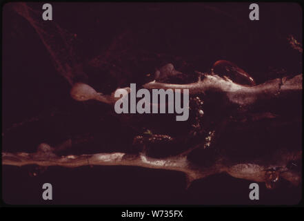 SPRUCE SAP IN THE QUEETS CORRIDOR OF OLYMPIC NATIONAL PARK WASHINGTON ...