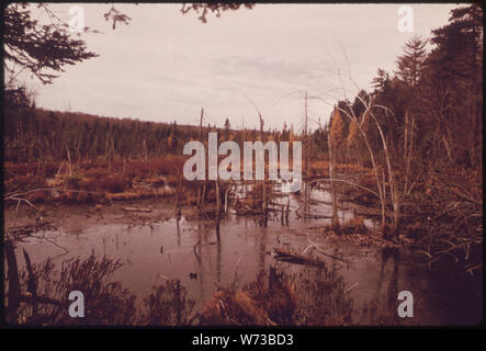 A black spruce-tamarack swamp landscape, partially dammed by beavers ...