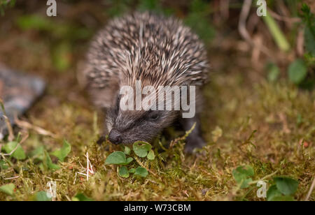 Hoglets (baby hedgehog) (picture 6 Stock Photo - Alamy