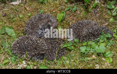 Hoglets (baby hedgehog) (picture 2 Stock Photo - Alamy