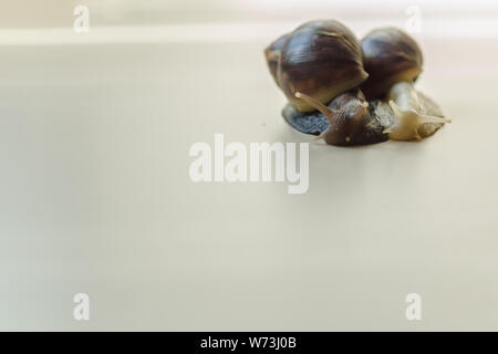 Two beautiful brown and white Achatina with a spiral shell crawling on ...