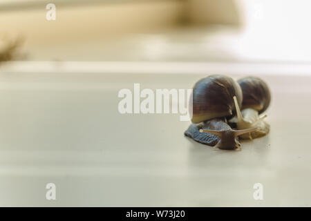 Two beautiful brown and white Achatina with a spiral shell crawling on ...