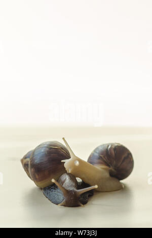 Two beautiful brown and white Achatina with a spiral shell crawling on ...