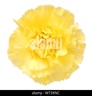 a yellow carnation isolate on white background Stock Photo - Alamy