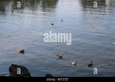 Birds basking in the lake at sunset Stock Photo - Alamy