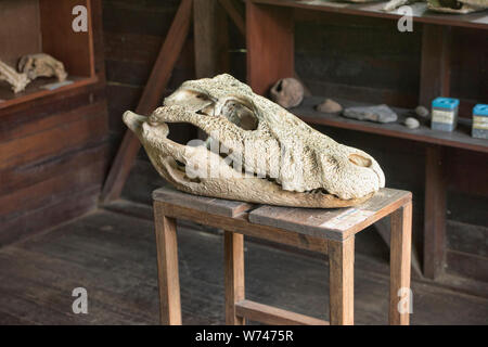 Skull of Spectacled Caiman caiman crocodilus Stock Photo - Alamy