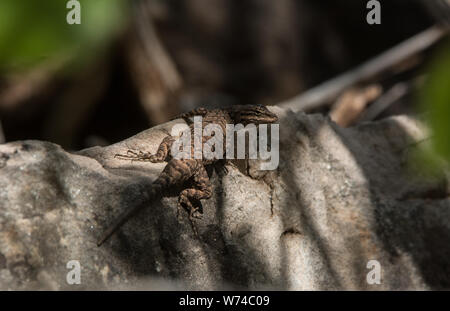 Northern Tree Lizard (Urosaurus ornatus wrighti) from Mesa County ...