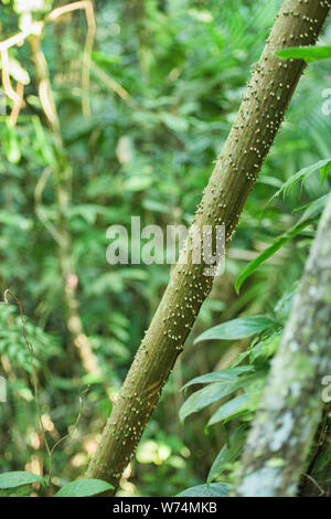 Sandbox Tree (Hura crepitans) Bark St. Kitts West Stock Photo - Alamy