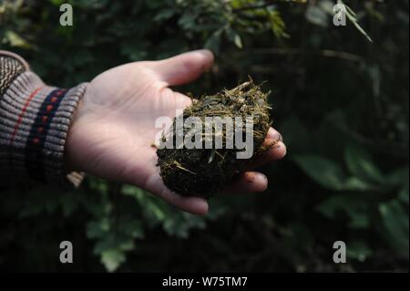 A Chinese worker shows tissue paper made from giant "panda poo" at a ...