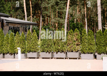 Green hedge of thuja trees. Green hedge of the tui tree. Nature Stock ...