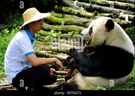 A Chinese panda keeper plays with a giant panda cub born in 2017 during ...