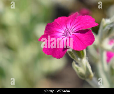 Carnation glory pink purple flower for alpine hills in garden ...