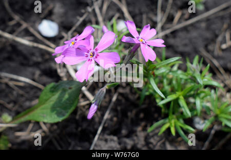 Styloid phlox. Small bright violet spring flowers in the garden close ...