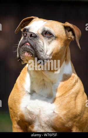 A white and brown English Bulldog dog head portrait with funny ...