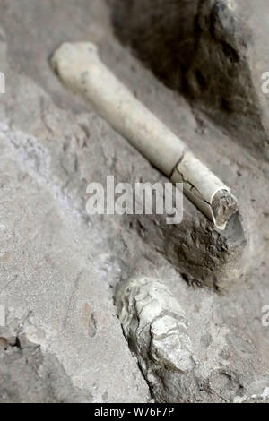 The fossils of pterosaurs, known as Hamipterus tianshanensis, unearthed ...