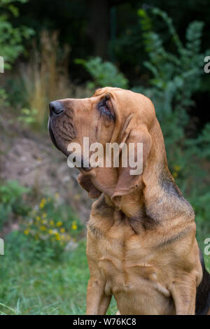 Bluthund Portrait / Bloodhound Portrait Stock Photo - Alamy