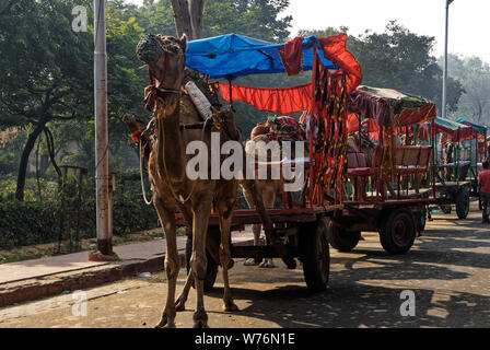 Camel pulling cart in tourist area in Agra, Uttar Pradesh, India Stock ...