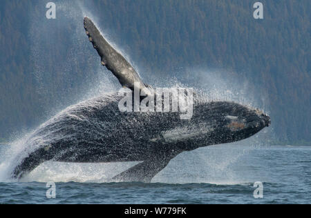 Jumping humpback whale. Chatham Strait area. Alaska. USA Stock Photo ...