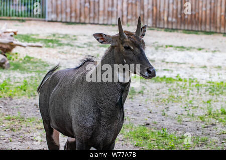 Nilgai (Boselaphus tragocamelus), also known as nilgau. Isoalted over ...