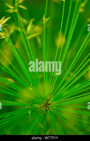 Natural environmental close up plant portrait of Calliandra Calothyrsus ...