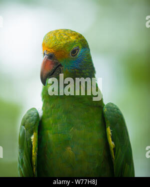 Blue cheeked amazon Parrot Amazona dufresniana close-up looking into ...