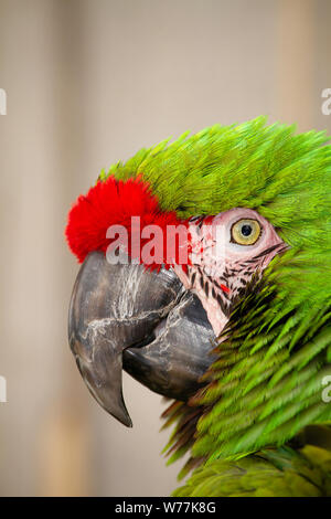 A colourful parrot at Longleat Safari and Wildlife park near Bath Stock ...