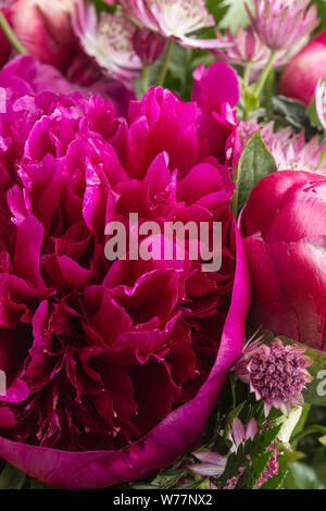 Red peony flower isolated on white background Stock Photo - Alamy