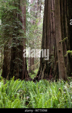 Redwood trees in Simpson-Reed Grove, Jedediah Smith State Park ...