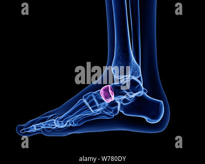 Navicular bone of the foot, illustration Stock Photo - Alamy
