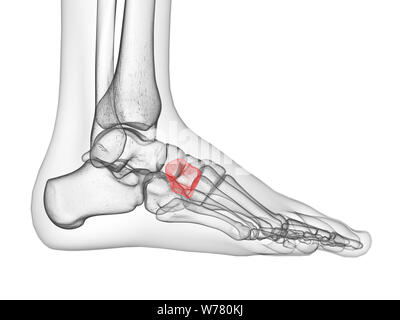 medical accurate illustration of the lateral cuneiform bone Stock Photo ...