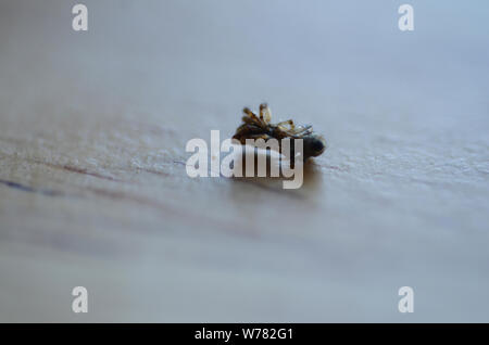 AUTOPSY ARACHNID: A thorough examination of a spiders dead body Stock ...