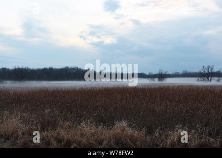 Fog rolling in over wetlands and deciduous trees in the winter in ...