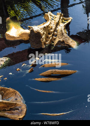 paleontology tar pits exhibit at san diego zoo Stock Photo - Alamy