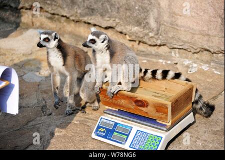 Ring-tailed lemurs in Qingdao Forest Wildlife World in Qingdao City ...