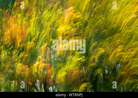 Abstract of autumn colors, with creative blur from camera movement ...