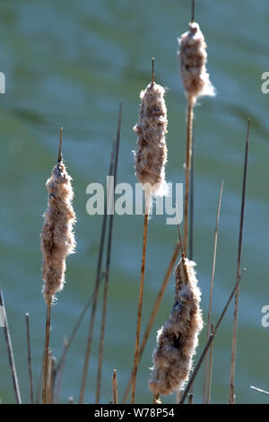 Cattail (Typha latifolia) going to seed Stock Photo - Alamy