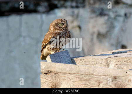 Little Owl (Athene noctua). Russia, the Ryazan region (Ryazanskaya ...