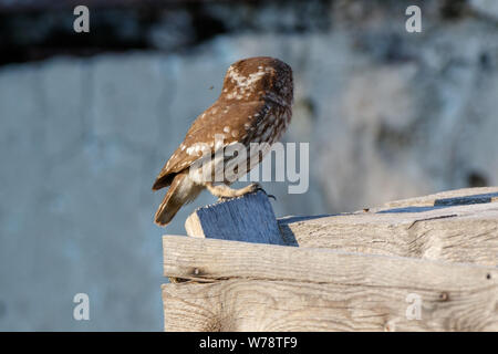 Little Owl (Athene noctua). Russia, the Ryazan region (Ryazanskaya ...
