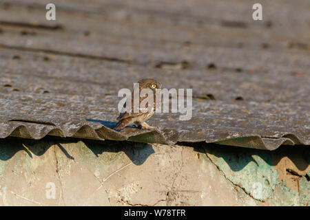 Little Owl (Athene noctua). Russia, the Ryazan region (Ryazanskaya ...
