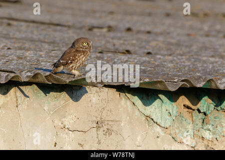 Little Owl (Athene noctua). Russia, the Ryazan region (Ryazanskaya ...
