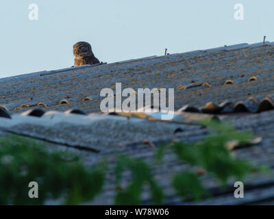 Little Owl (Athene noctua). Russia, the Ryazan region (Ryazanskaya ...