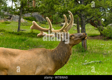 A closeup shot of a rocky mountain elk standing on the grass against ...