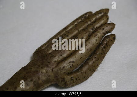A farmer shows his palm and the strange Chinese yam featuring the shape ...