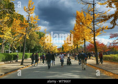 Chinese tourists enjoy the beautiful autumn foliage of gingko trees and ...