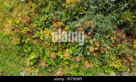 The invasive plant Persian hogweed Heracleum persicum Stock Photo - Alamy