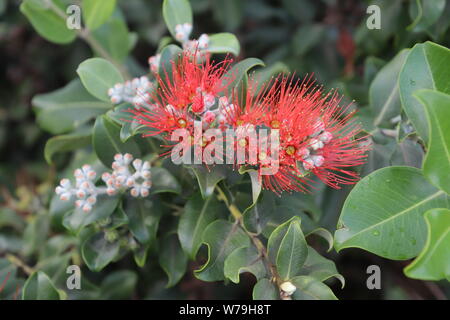 Australian red bottle brush tree Stock Photo - Alamy