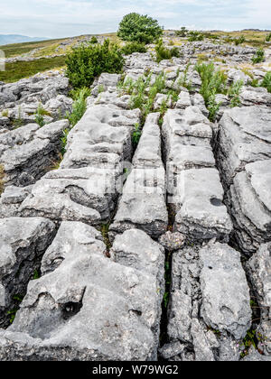 Limestone pavement or clints and grykes formed from solution weathering ...