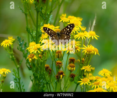 Speckled wood butterfly (Pararge aegeria) resting on a concrete surface ...