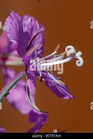 North American Fireweed Stock Photo - Alamy